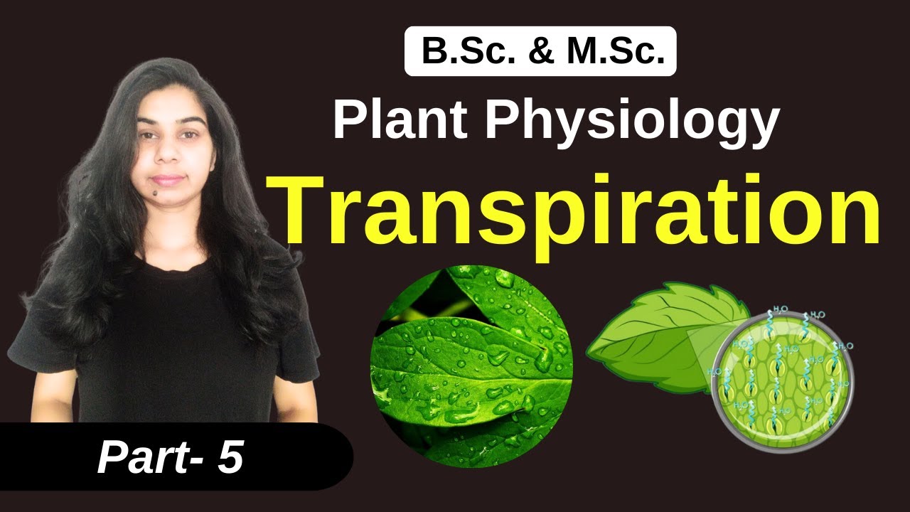 Plant physiology || Transpiration || Mechanism || Theories || Factors ...