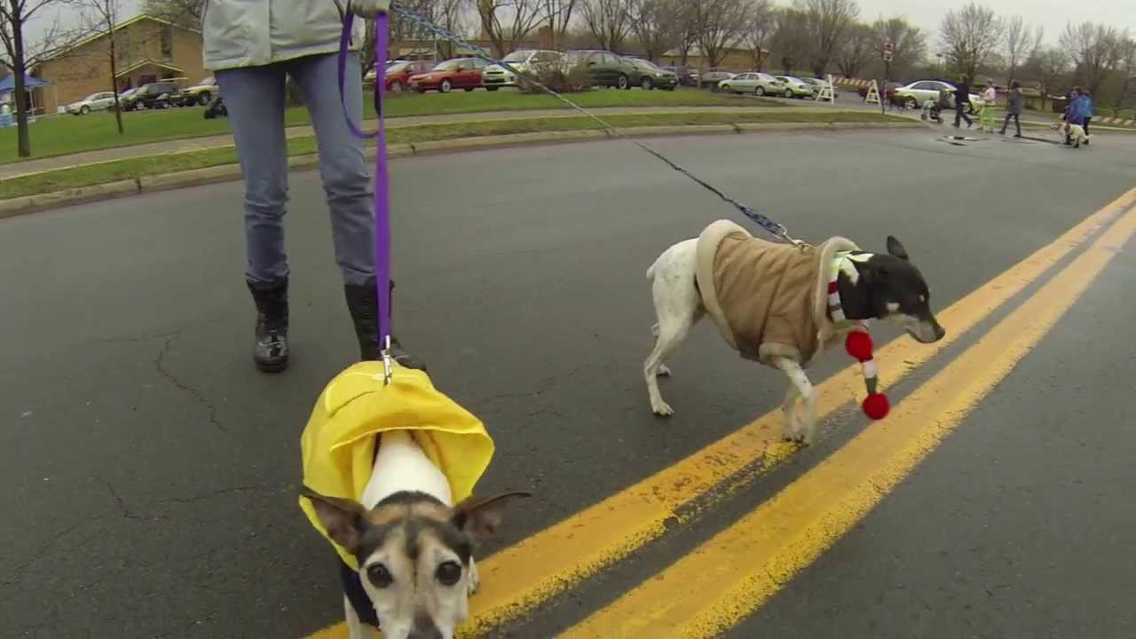 2013 Walk for the Animals - YouTube