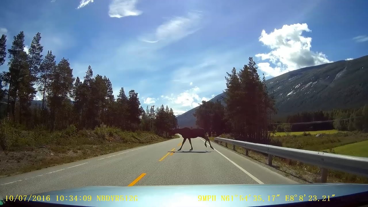 EUROPE - NORWAY - MOOSE - ACCIDENT ? - YouTube