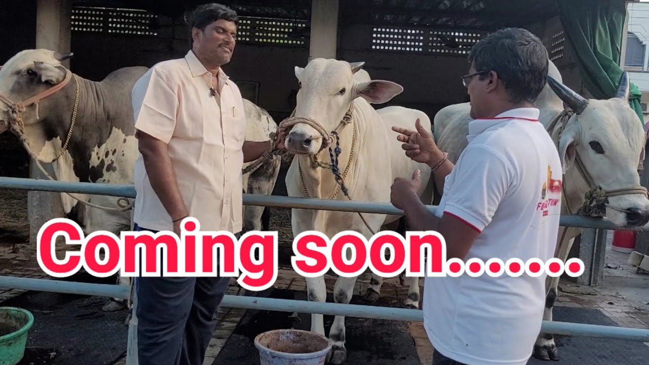 DVR memorial bulls next part full video coming soon.....#Farmer ...