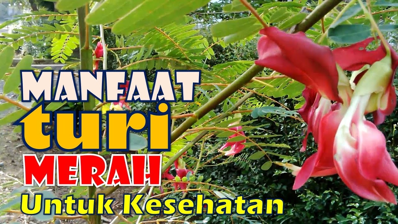 Manfaat Bunga Turi Merah Untuk Kesehatan - YouTube