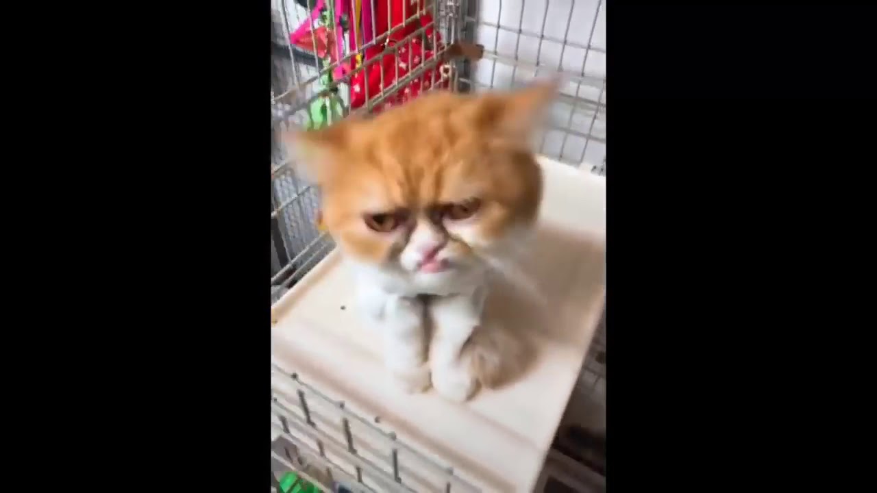 VIDEOS de RISA de GATOS 😹😹 VIDEOS de GATOS CHISTOSOS 😹😹 2020 - YouTube