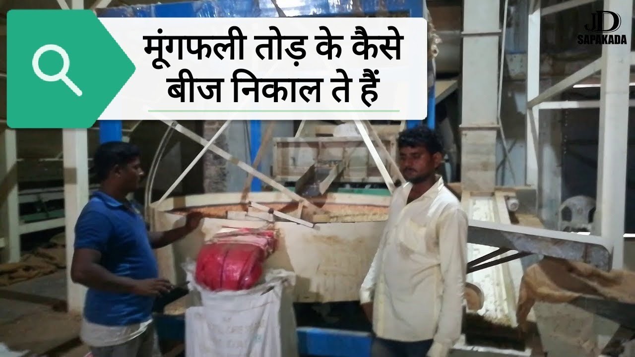 HOW TO BREAK MUNGFALI FOR SEEDS || मूंगफली तोड़ के कैसे बीज निकाल ते ...