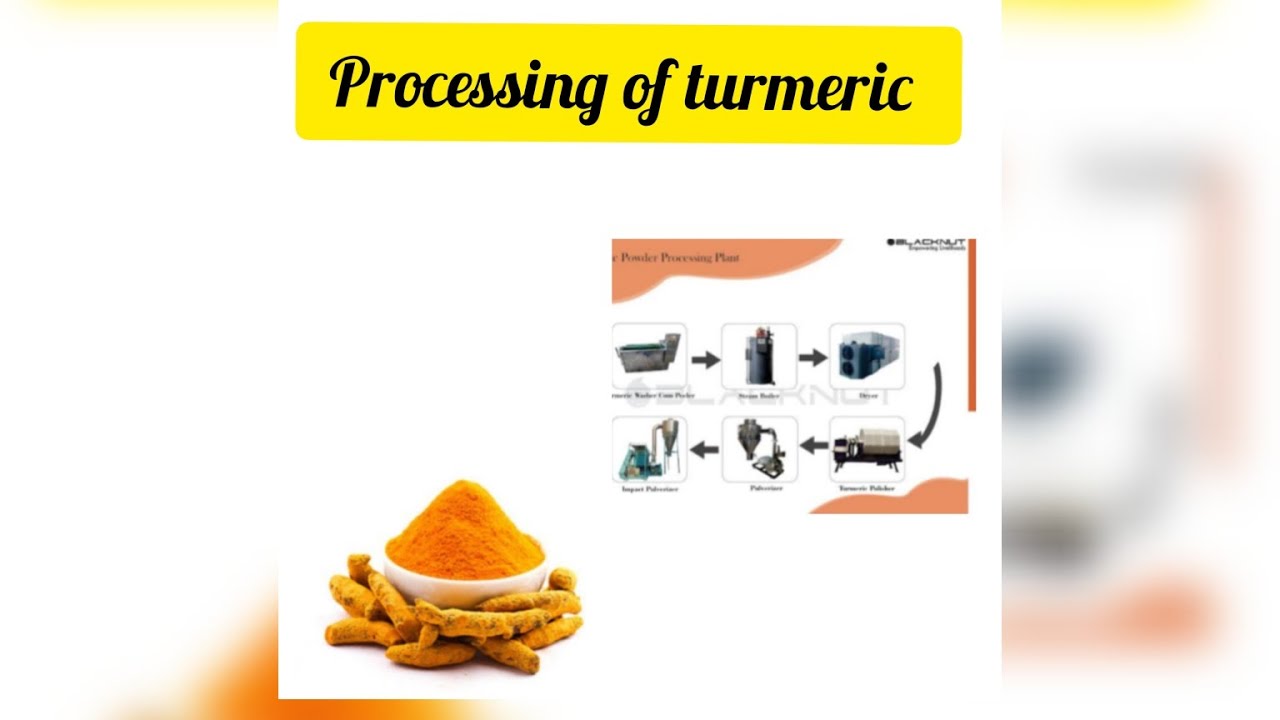 processing of Turmeric, curing, colouring, polishing ☺ - YouTube