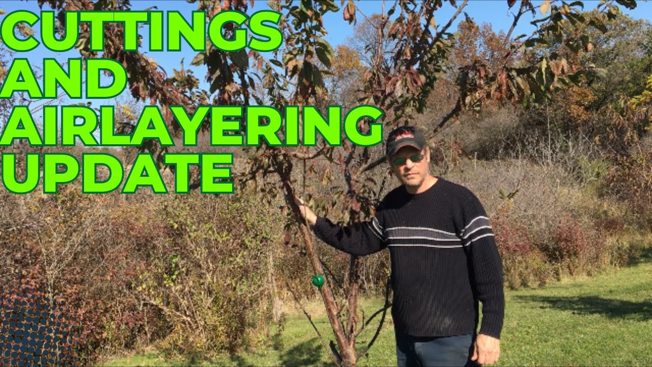 BEST WAYS TO PROPAGATE BLACKBERRIES / CUTTINGS AND AIR LAYERING UPDATE ...