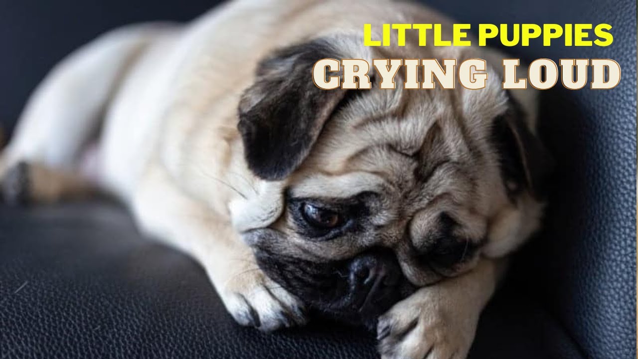 Puppy Crying Sound | Puppy Sounds that makes the dog go crazy | Cute ...