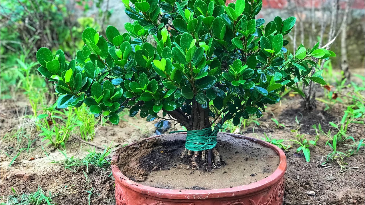 Bonsai Tree Using Fusion Techniques - YouTube