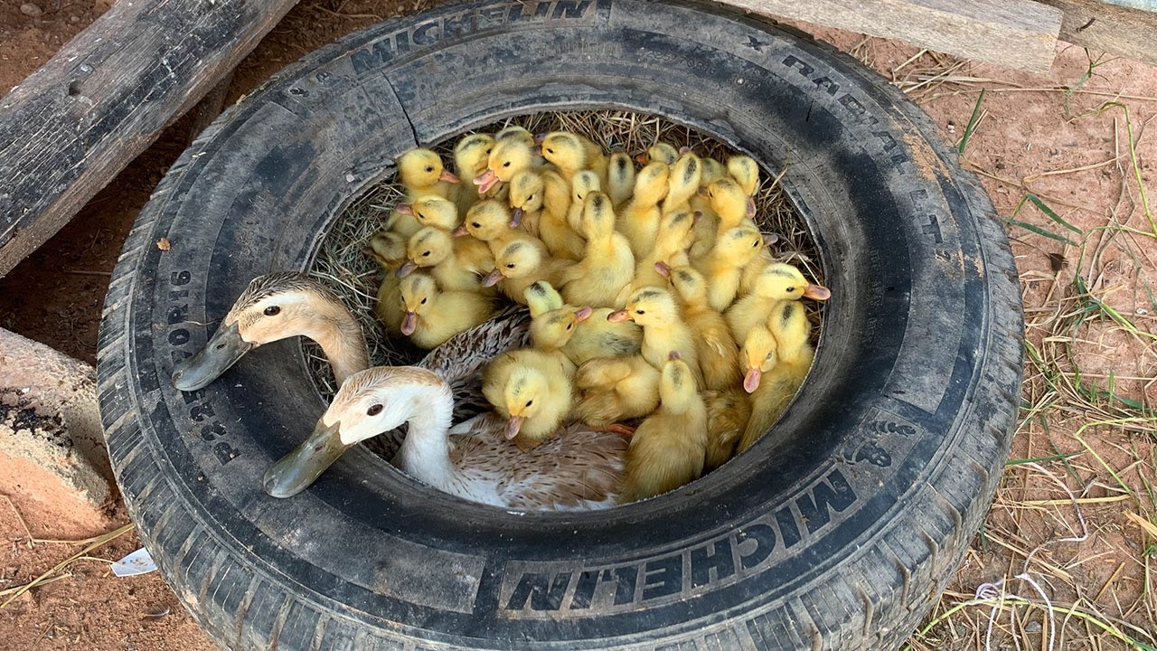 Wow! Duckling Hatching From Eggs In The Nest With Ducks Mom / 50 ...