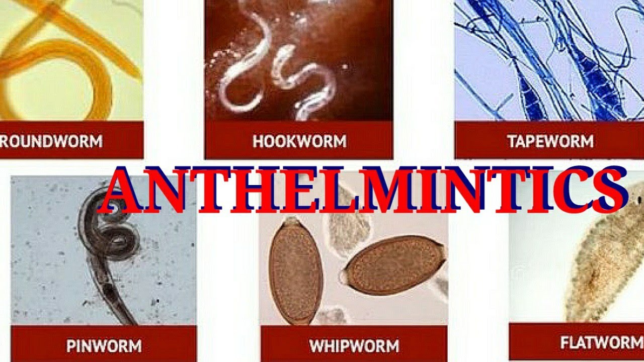 Anthelmintics | antihelminthics | drugs used in treatment of worms ...