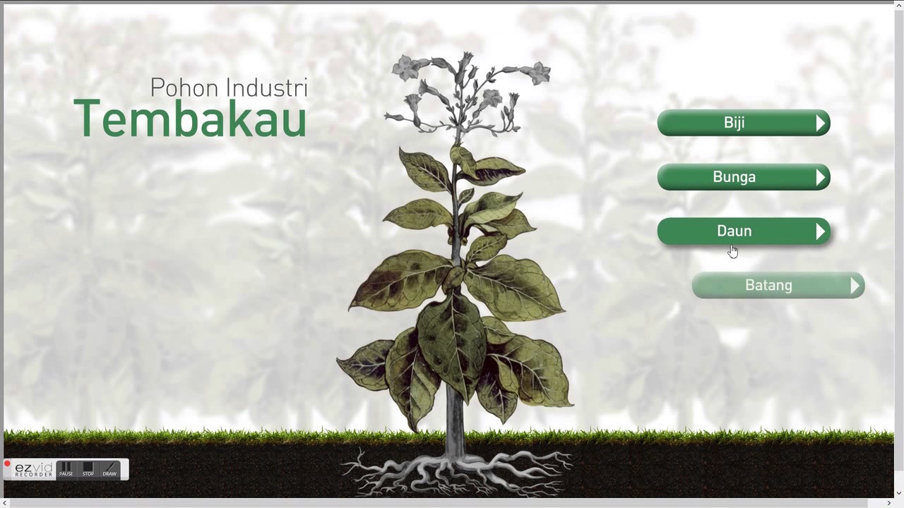 Pohon Industri Tembakau - YouTube