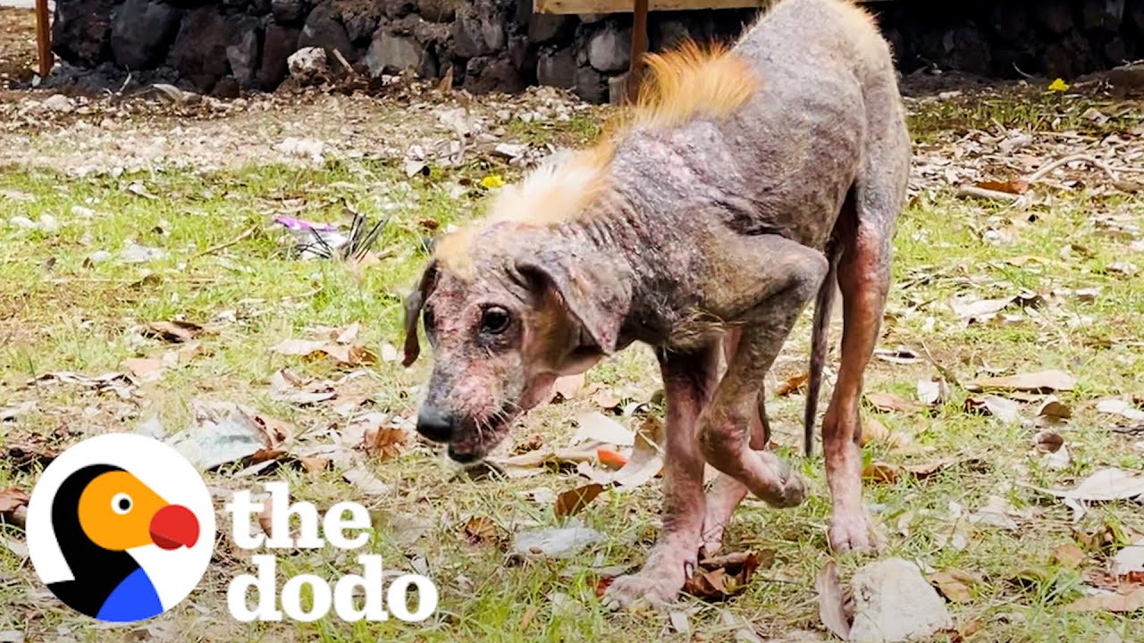 Naked Puppy Grows The Most Gorgeous Coat | The Dodo - YouTube