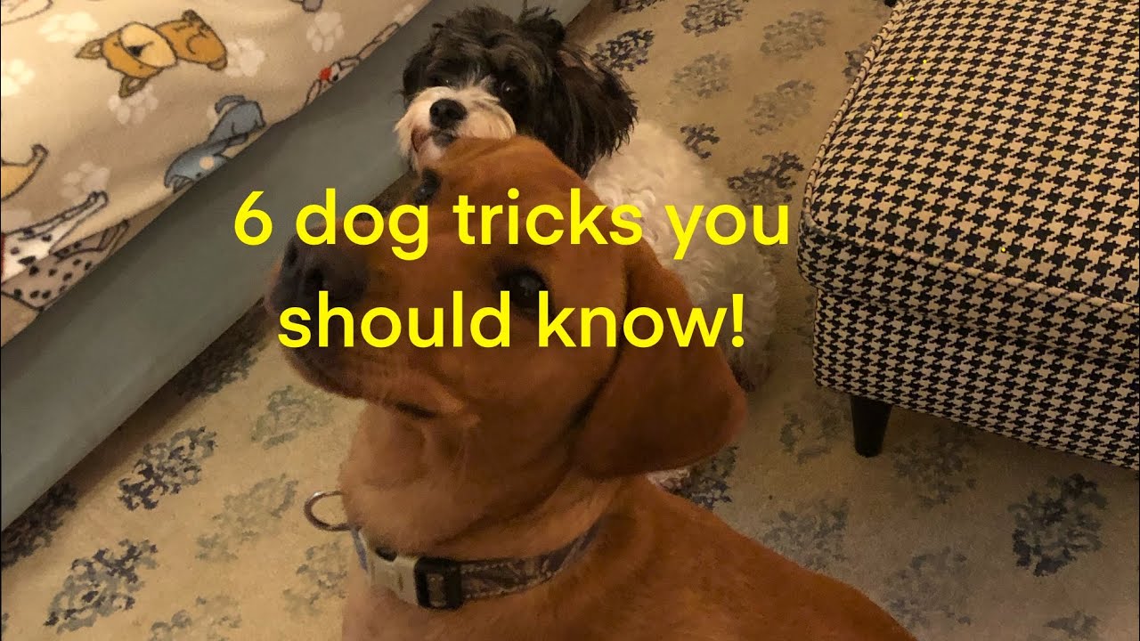 6 dog tricks you should know! - YouTube