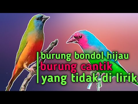 Mengenal burung bondol hijau || si cantik yang jarang di lirik - YouTube