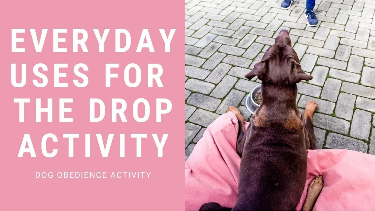 Everyday uses for the drop / dog obedience activity - YouTube