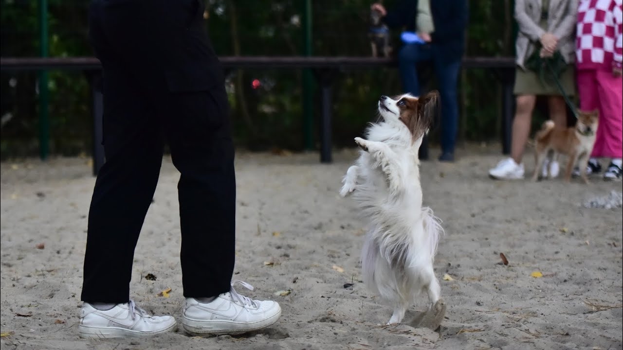 dog dance competitions /class debut/ “Cruella” papillon Sheryl - 1 ...