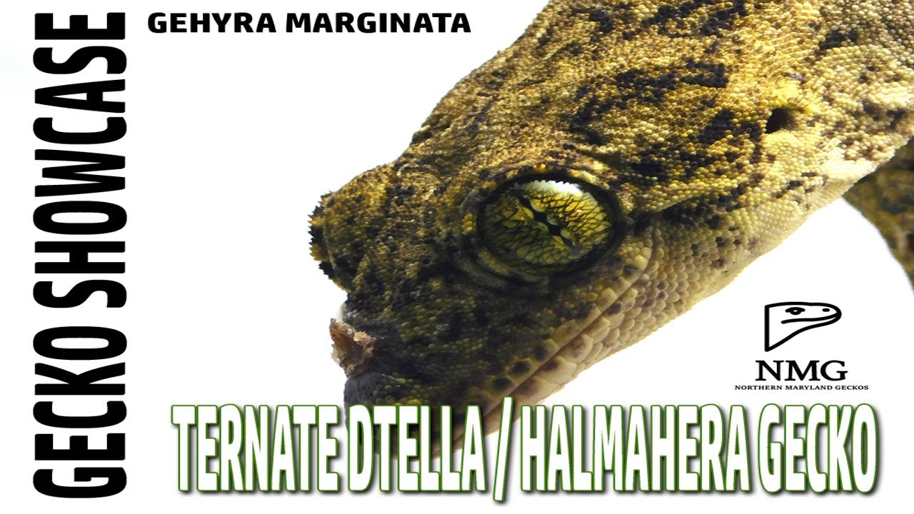 Gecko Showcase: Ternate Dtella / Halmahera Gecko - YouTube
