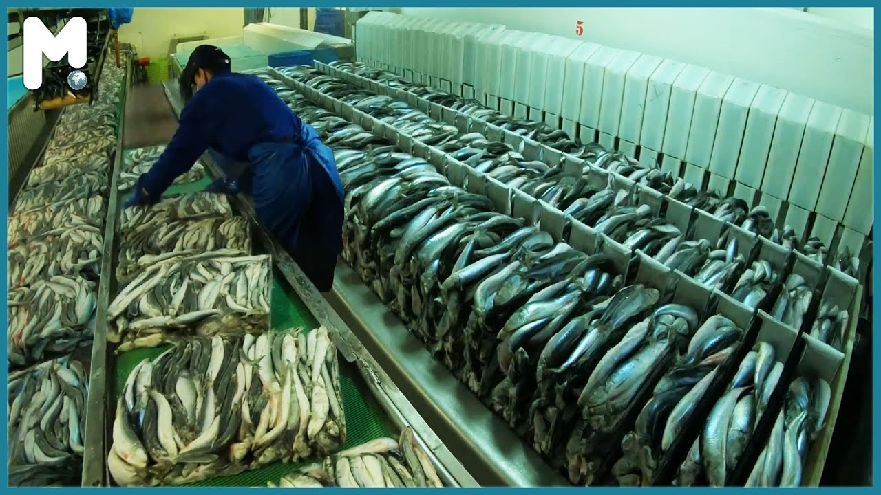 Amazing Big Net Fishing & Trawler Operation | Frozen Fishing Boat ...