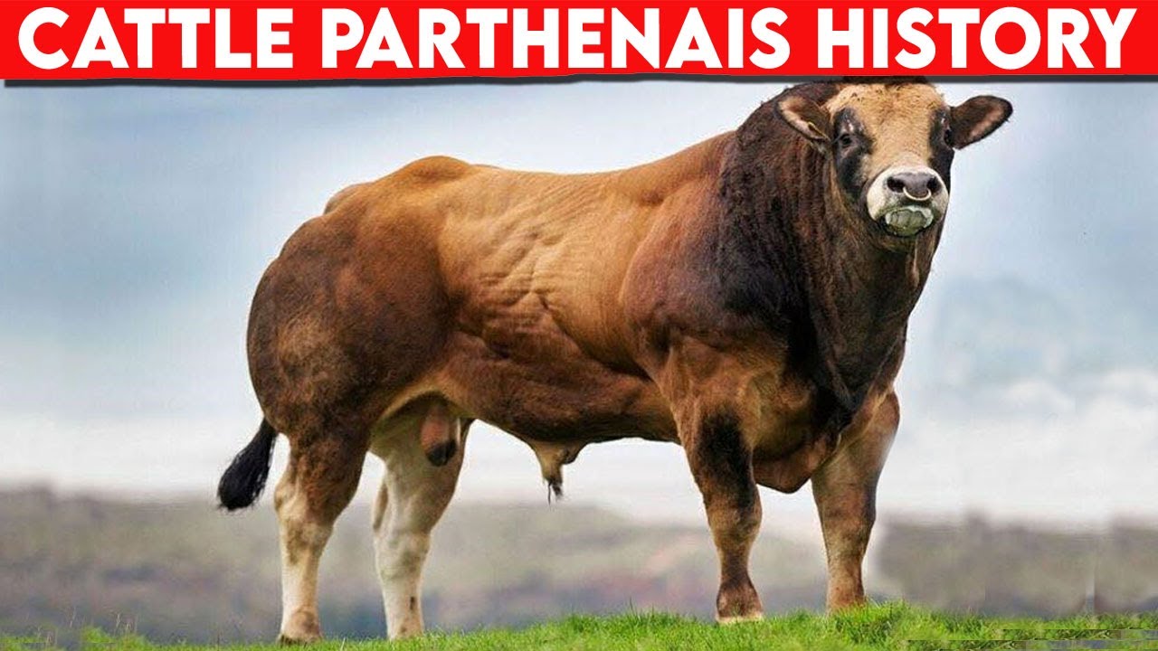 ⭕ Cattle Breeds PARTHENAIS History Cattle PARTHENAIS / Bulls PARTHENAIS ...