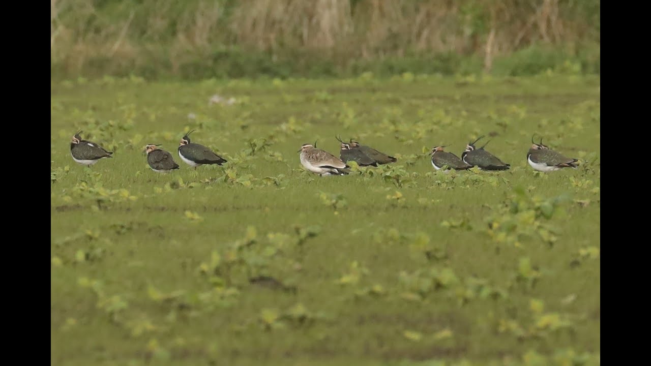 Sociable Plover / Lapwing, Crows-an-Wra, Cornwall, 6/12/20 - YouTube
