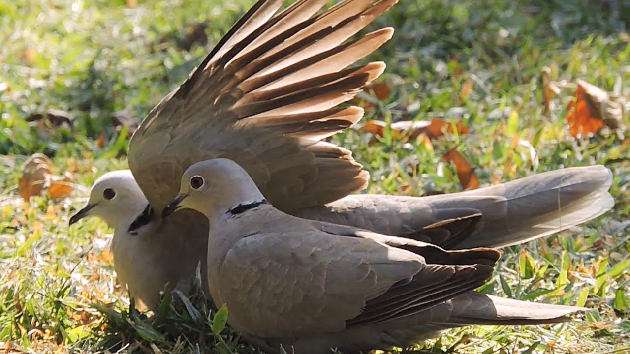 Doves at their Finest: Eurasian Collared Doves Sunbathe and Preen ...