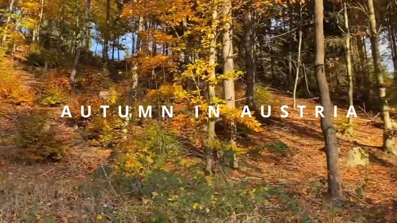 Autumn in Austria - A walk through the autumn forests of Lower Austria ...