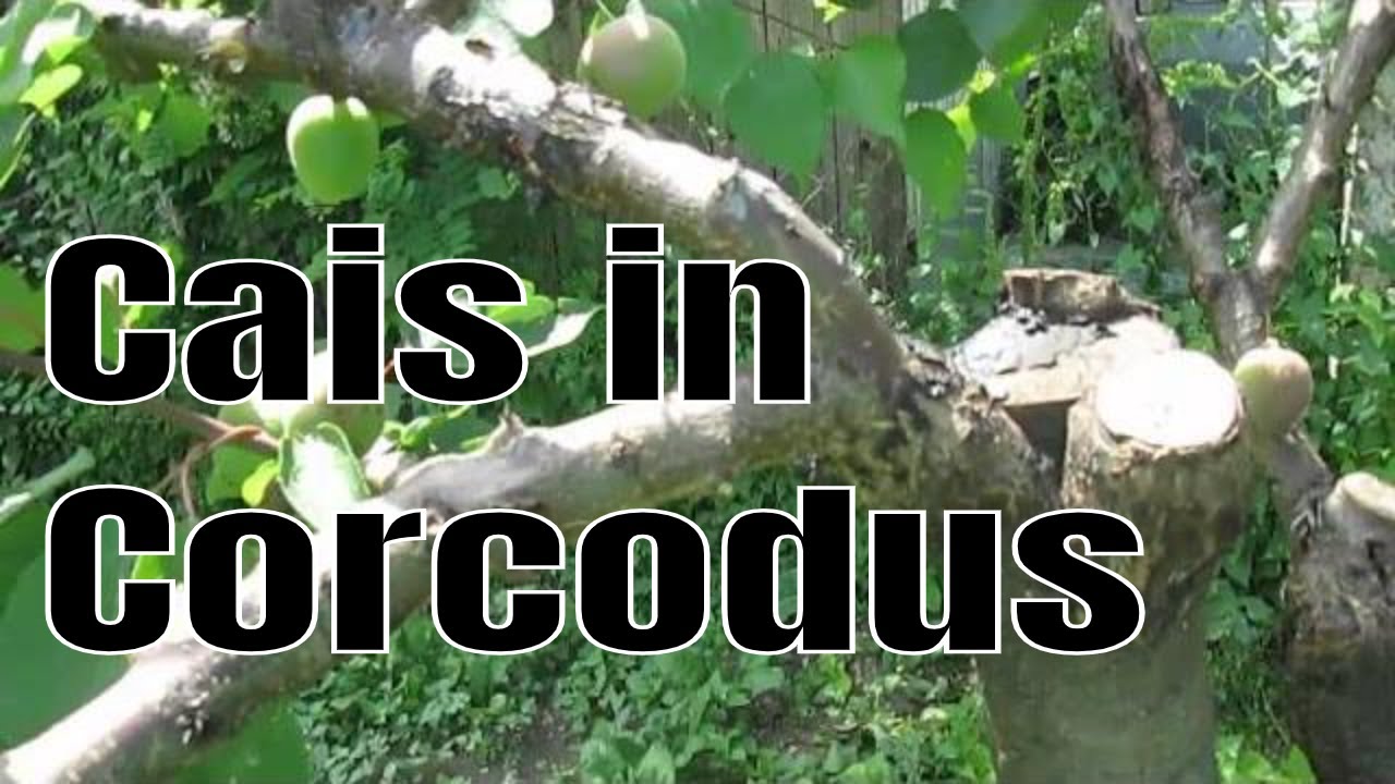 Corcodus altoit pe 5 ramuri - YouTube