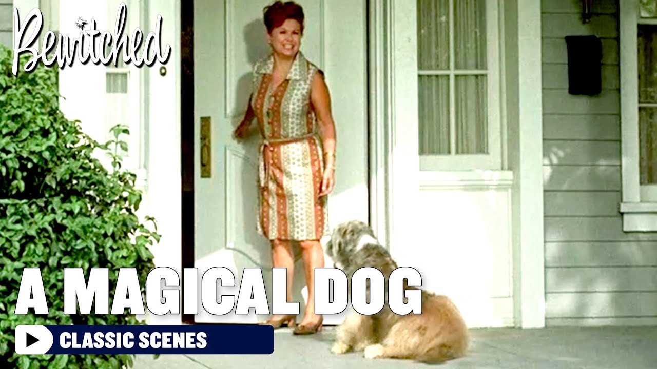 A Magical Dog Torments Mrs. Kravitz | Bewitched - YouTube