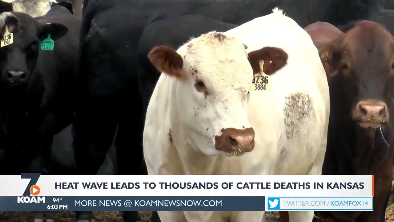 Kansas Cattle Are Killed by Extreme Heat (6/17/22) - YouTube