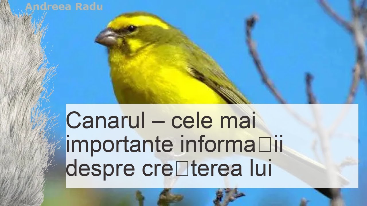 Canarul – cele mai importante informatii despre ingrijire - YouTube
