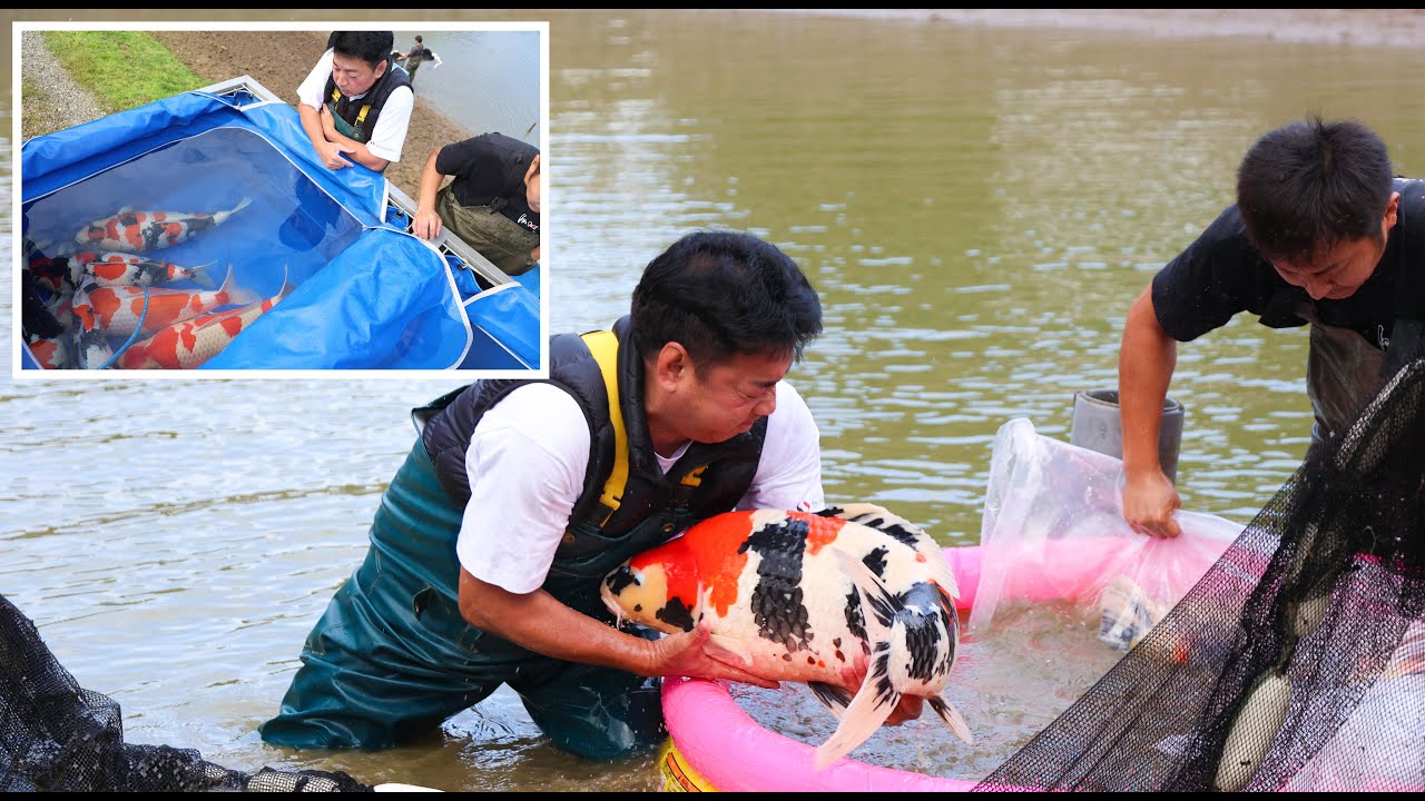 IKEAGE of JUMBO Koi from ISA Koi Farms [day 2 in paradise] - YouTube