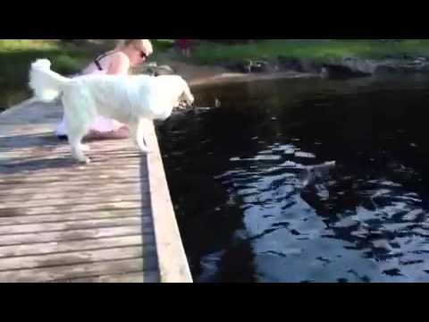 Scared dog falls into the water - YouTube