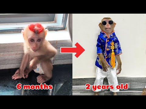 How Does A Monkey Grow And Develop