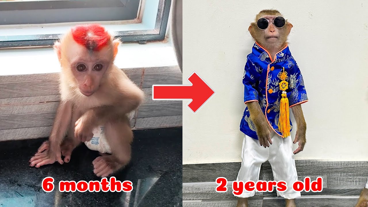 The amazing development process of monkey Kaka - YouTube