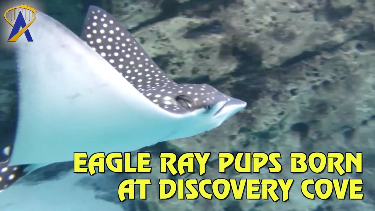 Four Eagle Ray Pups Born at Discovery Cove Orlando - YouTube
