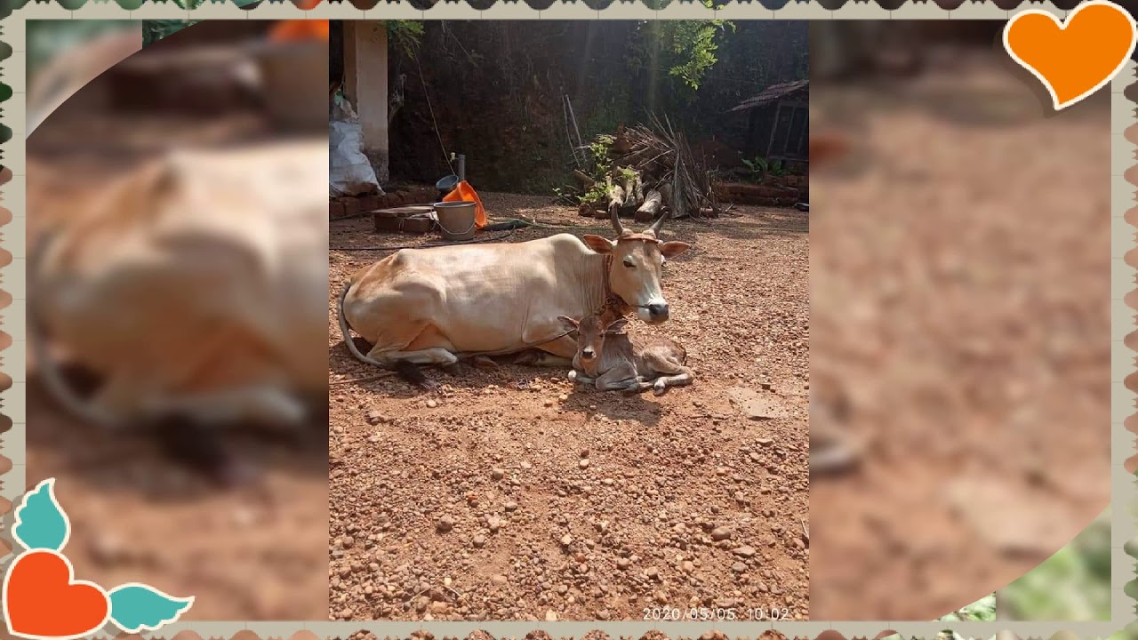 Draft Cows - YouTube