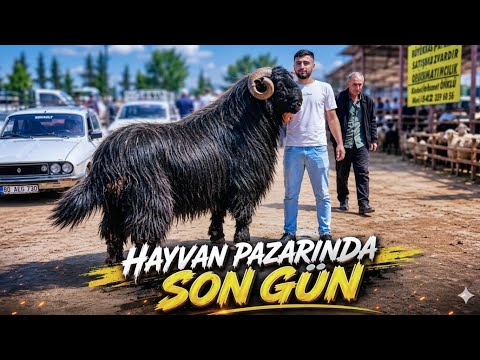 Kurban Bayramı Öncesi Kadirli Pazarı’nda Son Fiyatlar 🔥