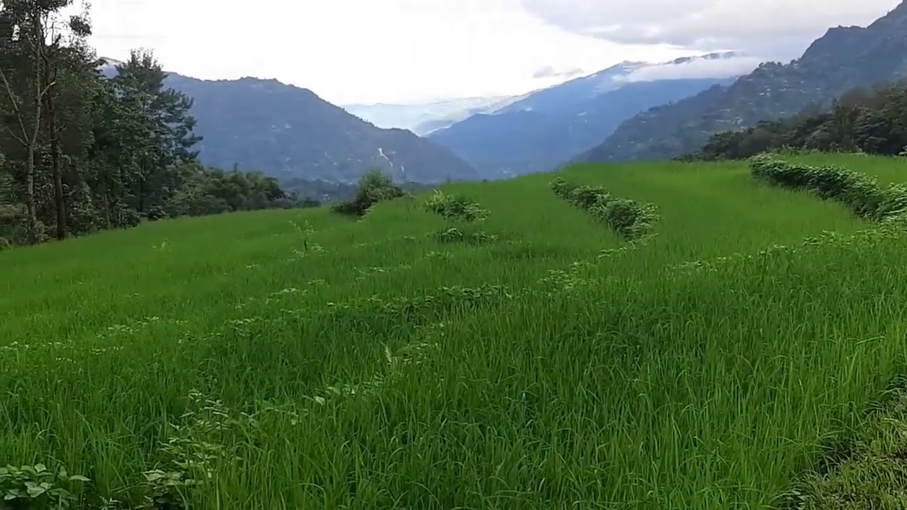 Valley of paddy # DARAMDIN - YouTube