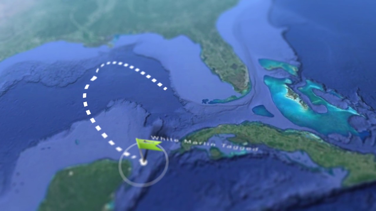 GHRI / GHOF White Marlin Tracking - YouTube