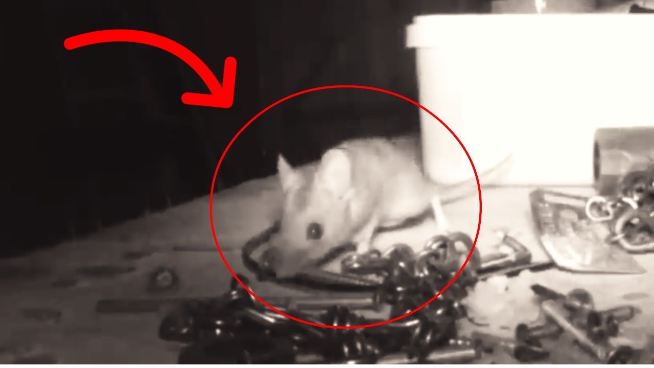GHOST cleaning man's shed turns out to be MOUSE! The cutest janitor ...