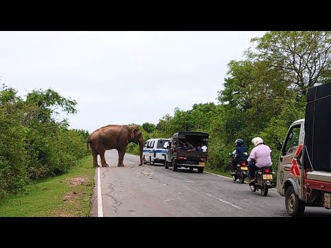 The fierce elephant බුත්තල අලි කලබල - YouTube