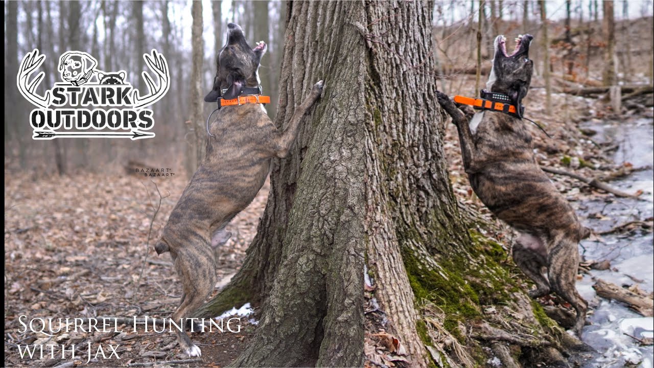 Squirrel Hunting with Starks Jax - YouTube