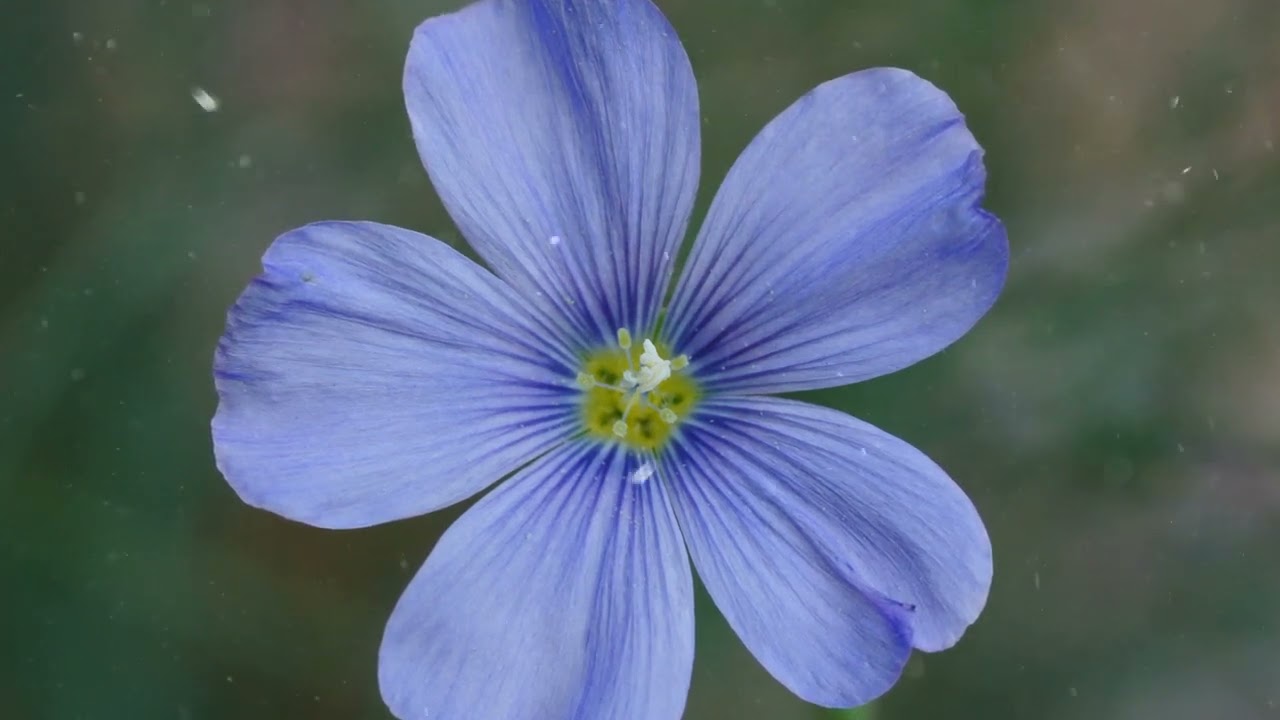 Flower Of Northern Ireland | Best Flower Site