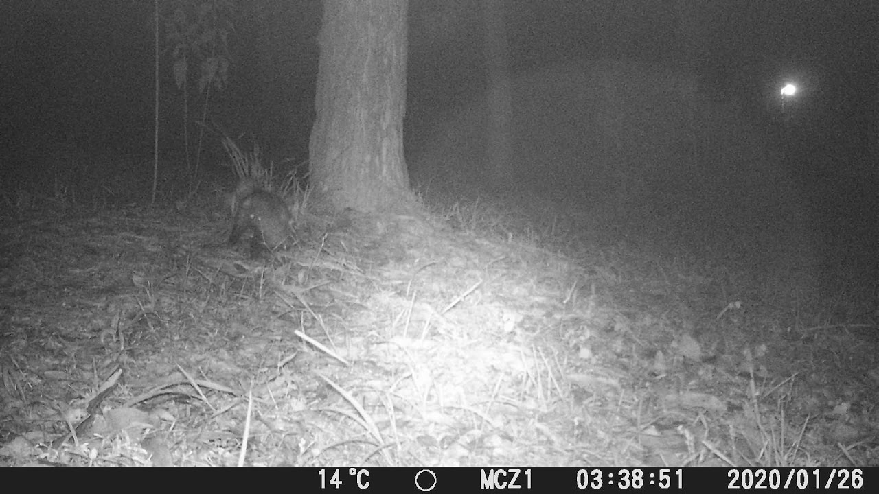 Tacuazin (Didelphis marsupialis) recogiendo materiales para su ...