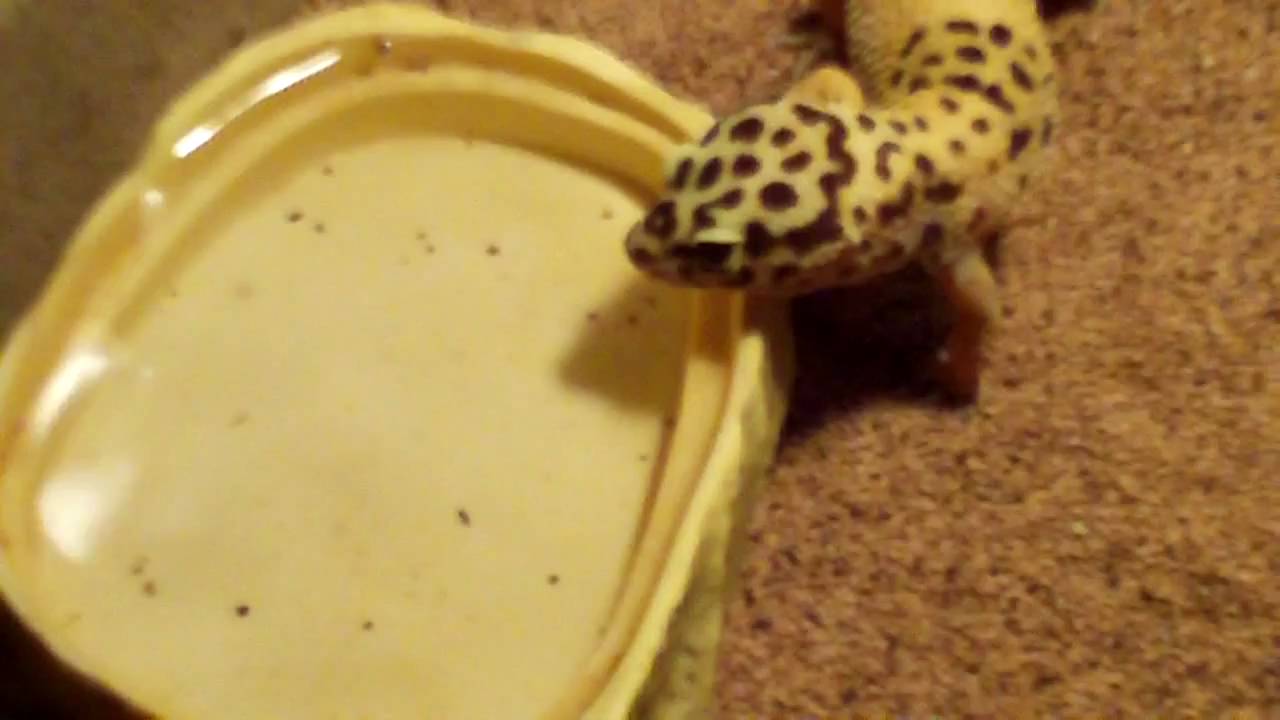 Leopard Gecko Drinking Water - YouTube