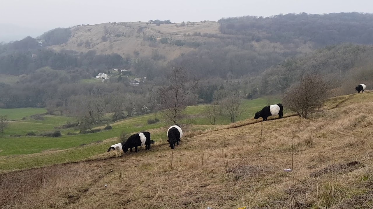 strange looking cows near Crikley hill - YouTube
