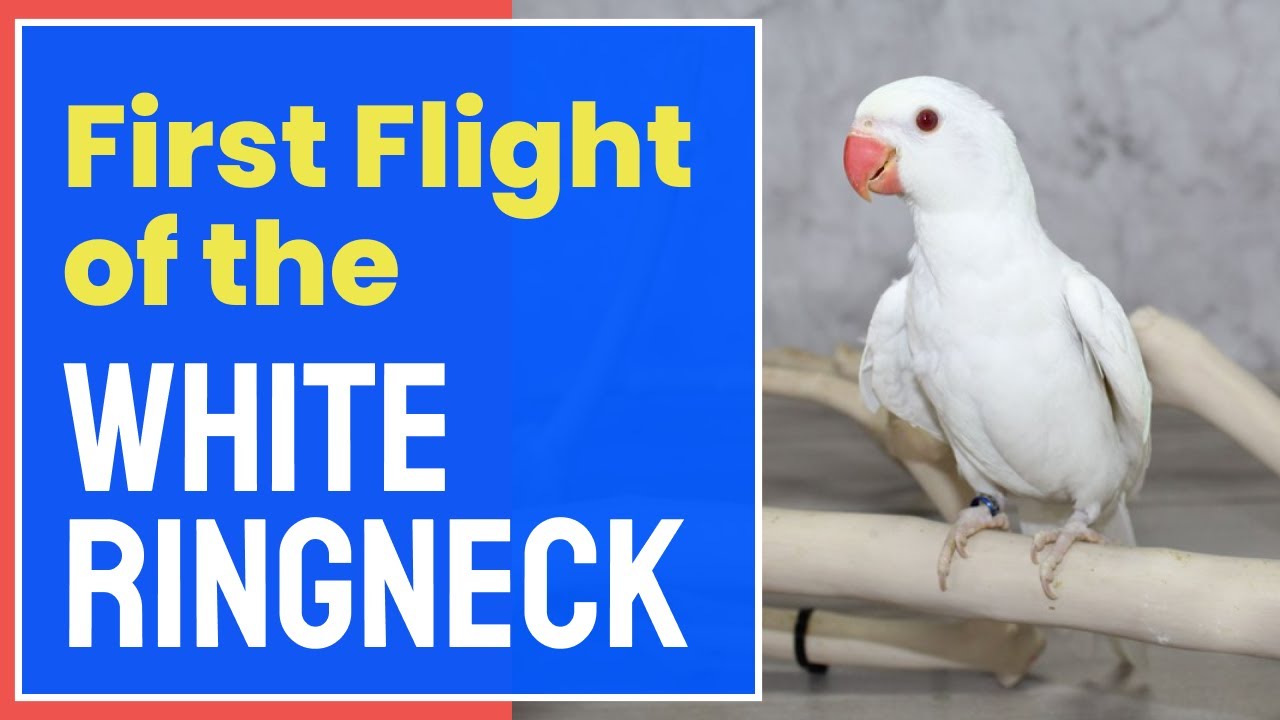 First flight of the White Ringneck Parrot - YouTube