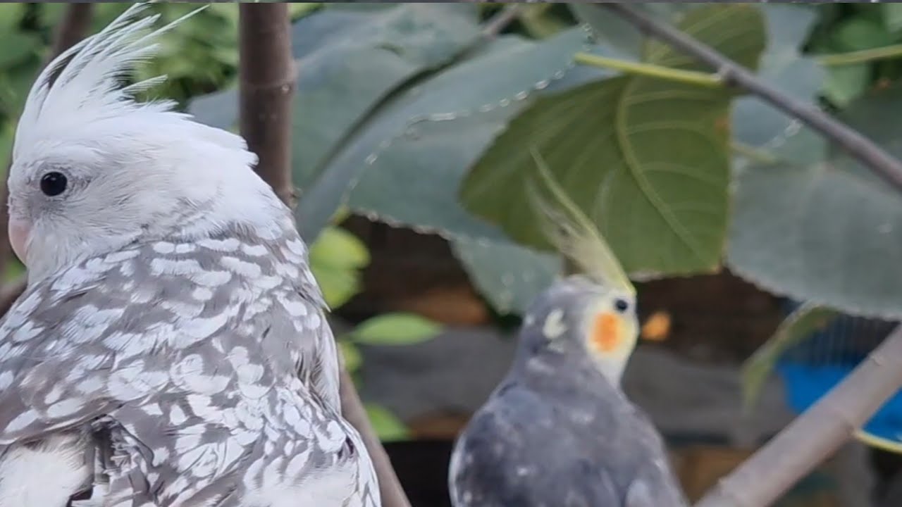 Cockatiel Sounds Each Other Cocktail Noises And Calling #cocktailSounds ...