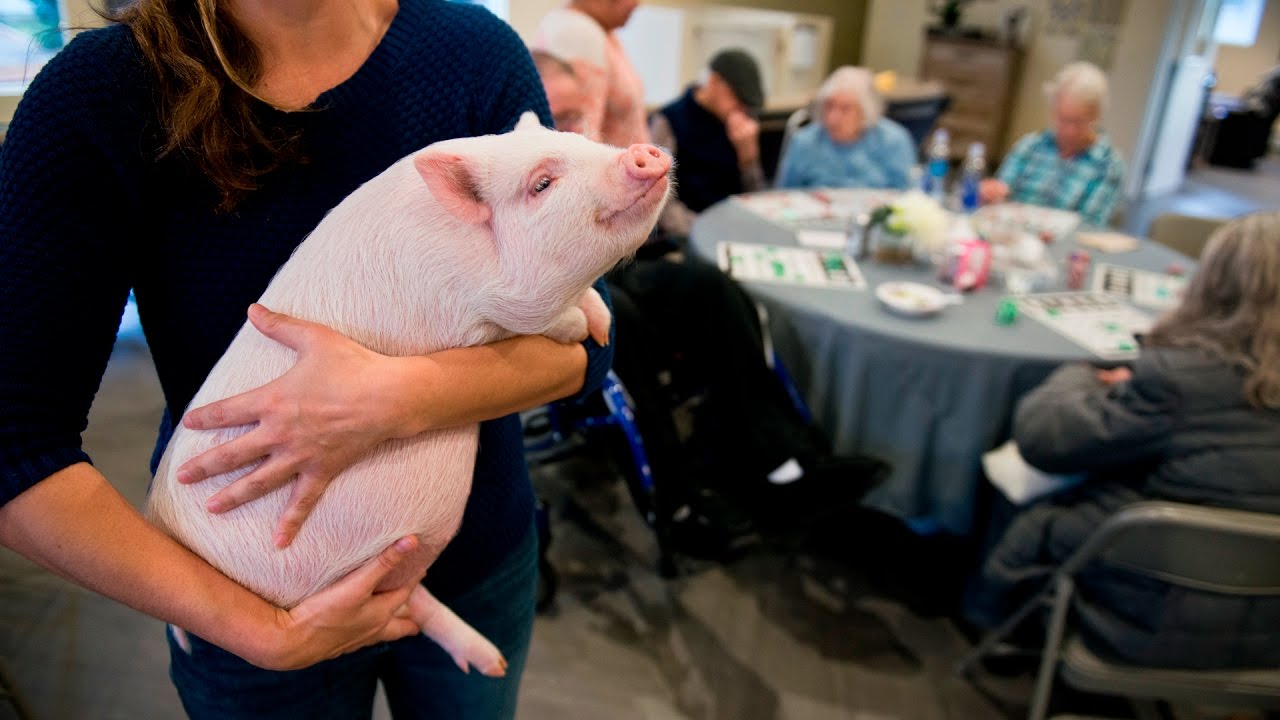Meet Bacon, a therapy pig for Anchorage seniors - YouTube