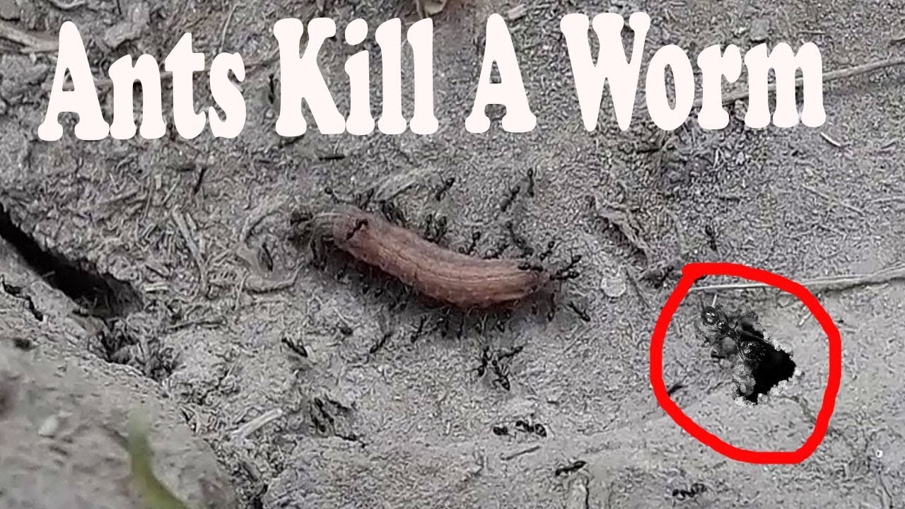 Black Ants Attacking on Worm | ant kill worm - YouTube