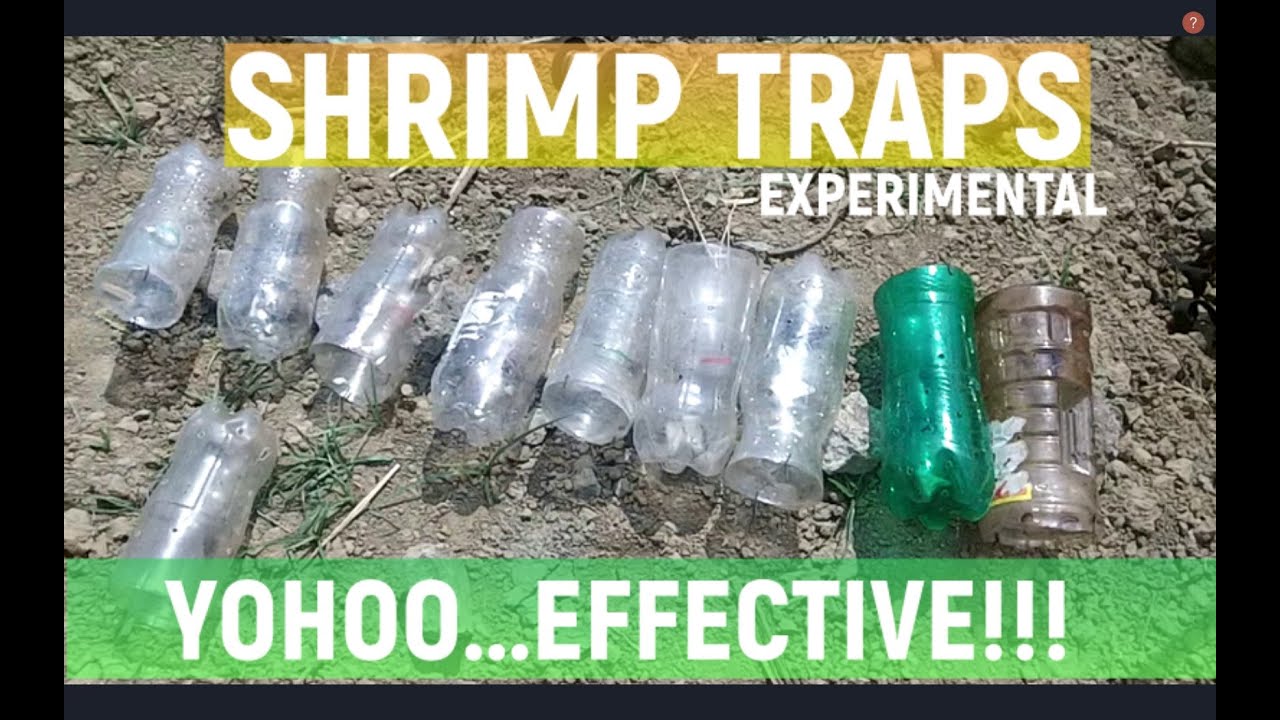 DIY - Shrimp Traps made of Softdrink Bottle - YouTube